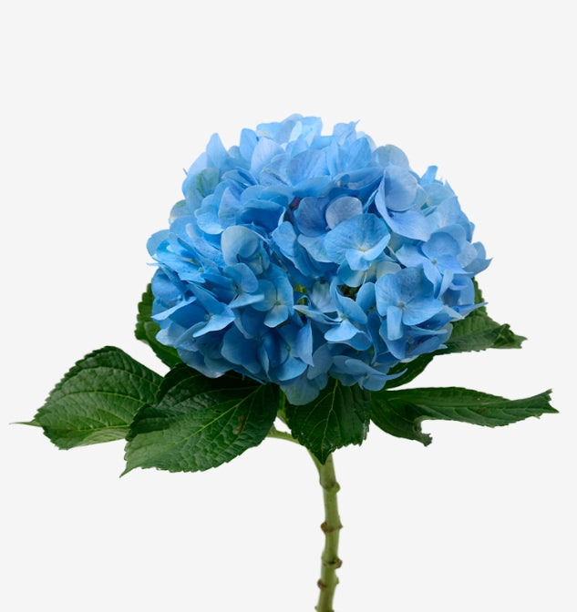 Hydrangea – FLORADEC