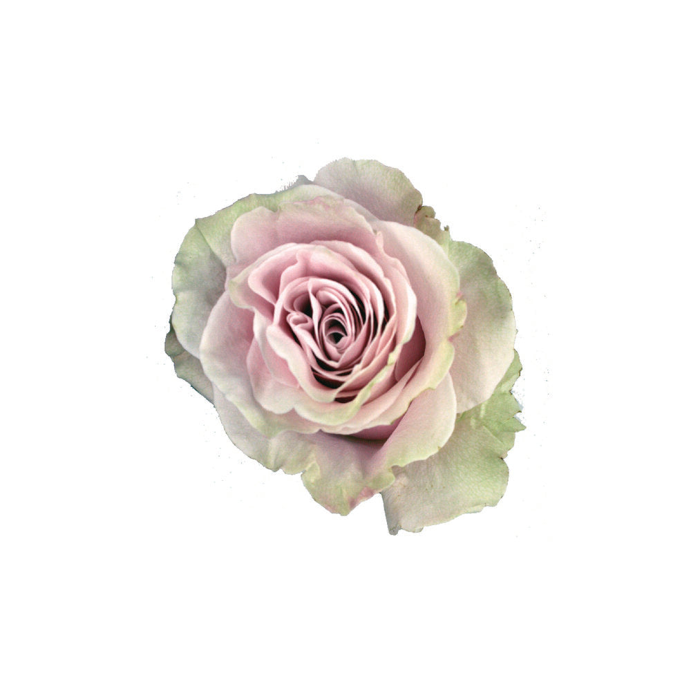 ROSE Pink Mondial – FLORADEC