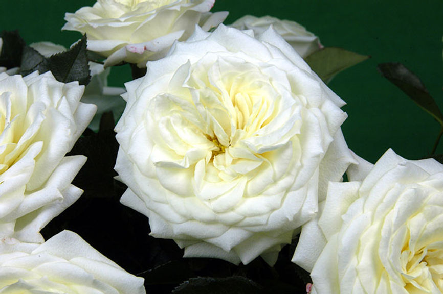ALABASTER – FLORADEC