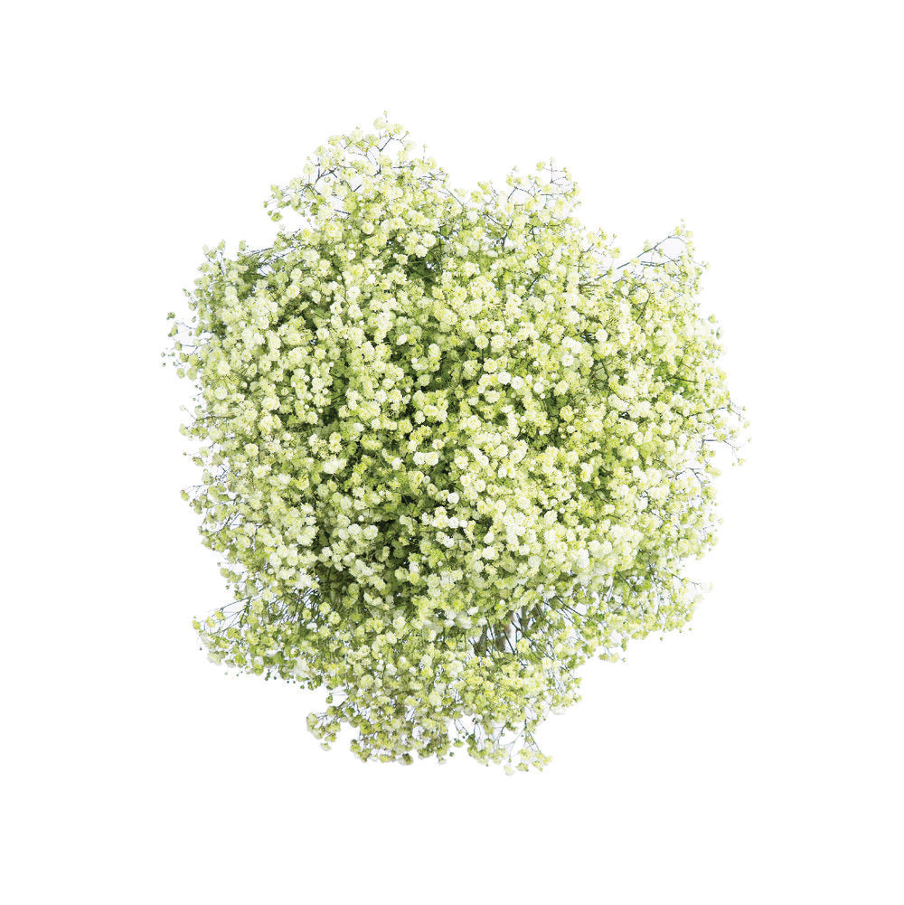 Apple Green – FLORADEC