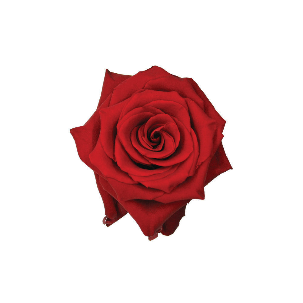 ROSE Explorer – FLORADEC