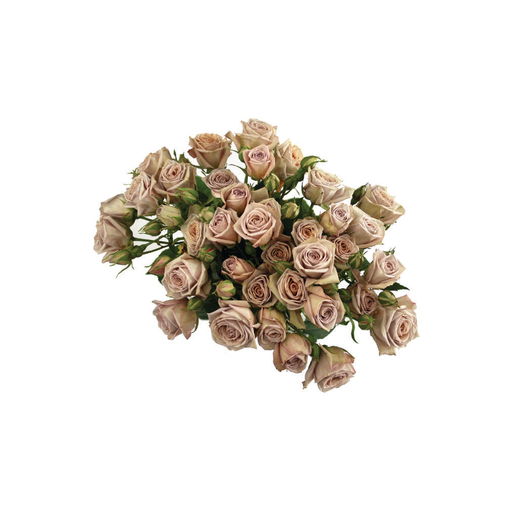 SPRAY ROSES Sahara – FLORADEC