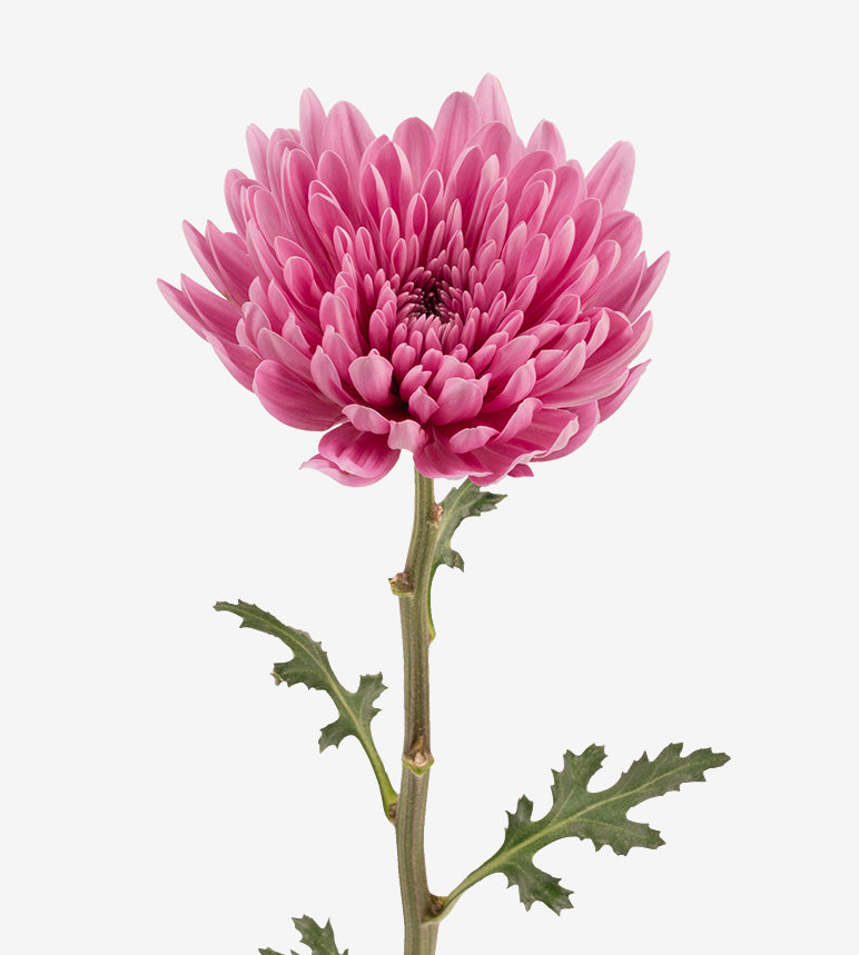 DISBUDS Lotus – FLORADEC