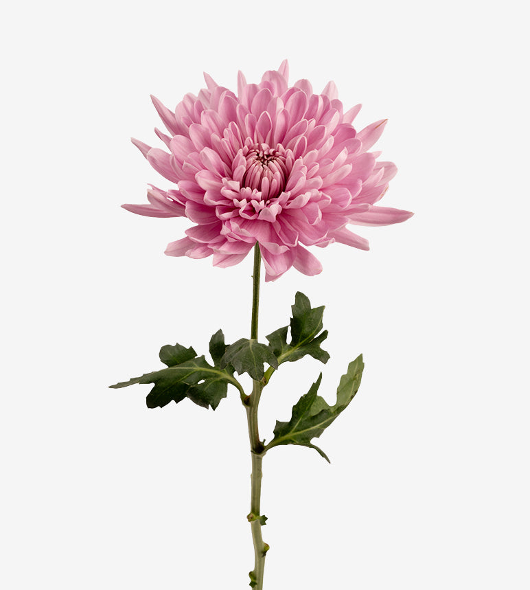 DISBUDS Primavera – FLORADEC