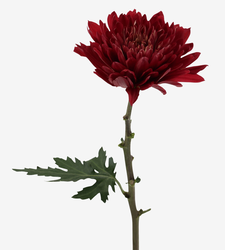 DISBUDS Tornado – FLORADEC