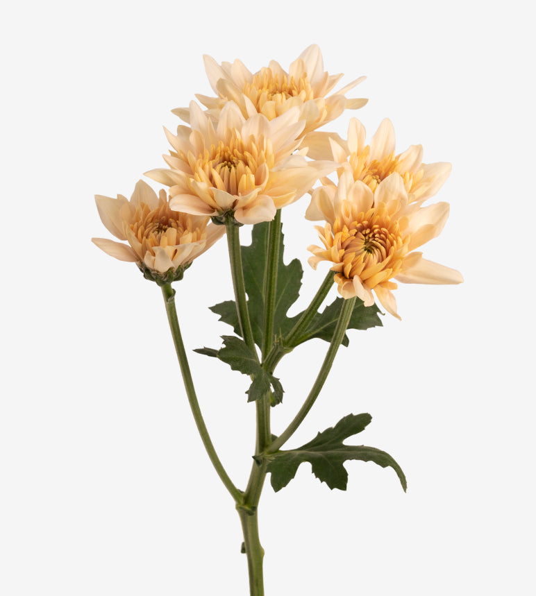 Champagne – FLORADEC