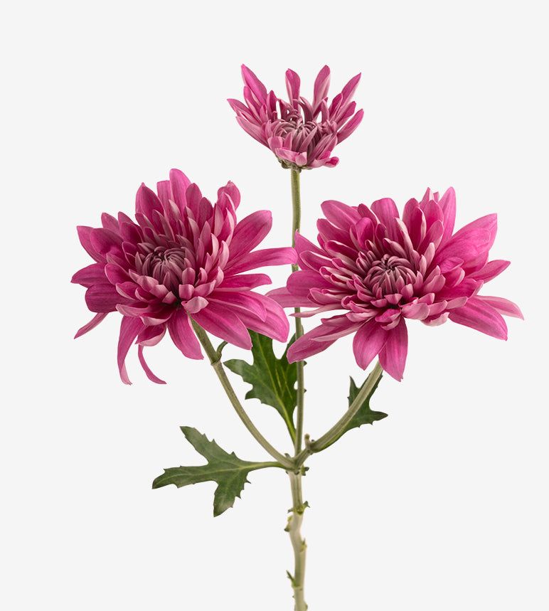 CHRYSANTHEMUM Venice – FLORADEC