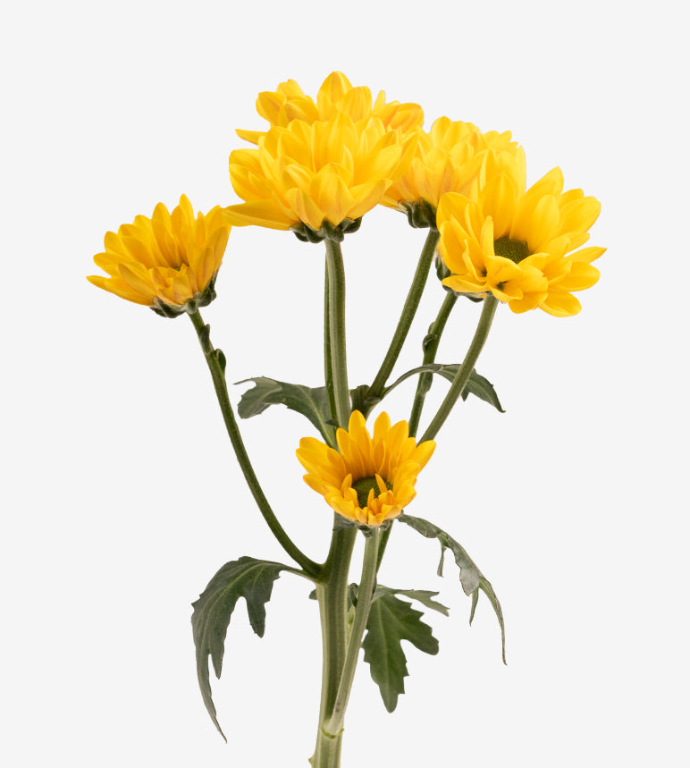 CHRYSANTHEMUM Yellowstone – FLORADEC