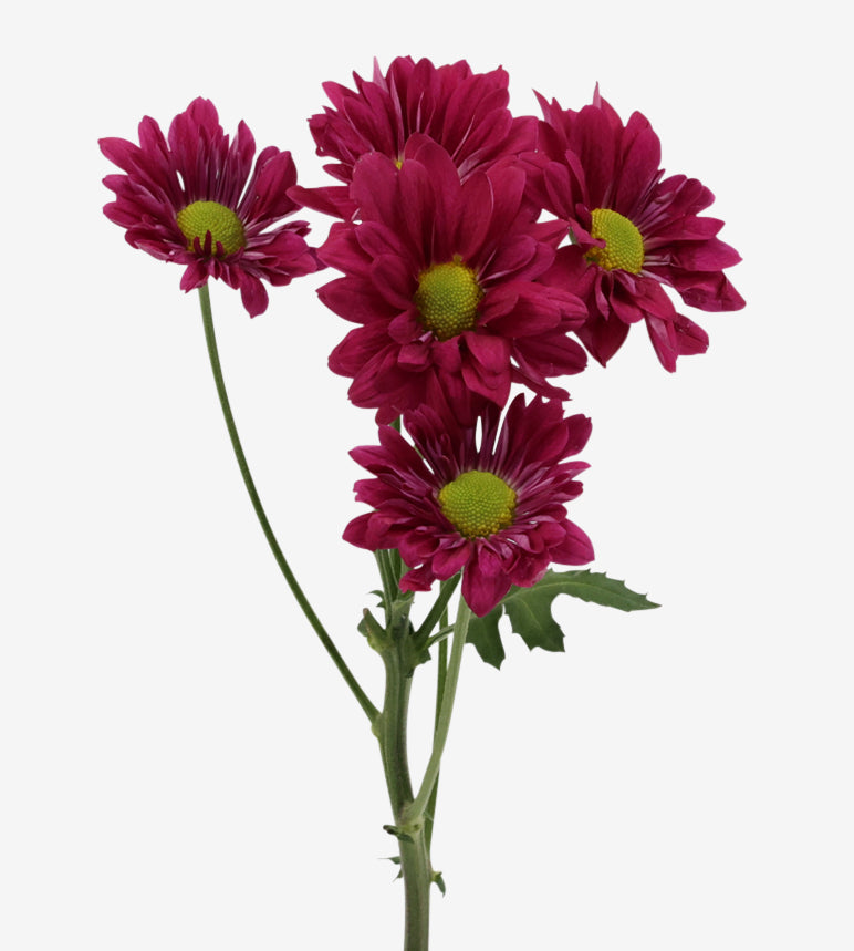 CHRYSANTHEMUM Show – FLORADEC