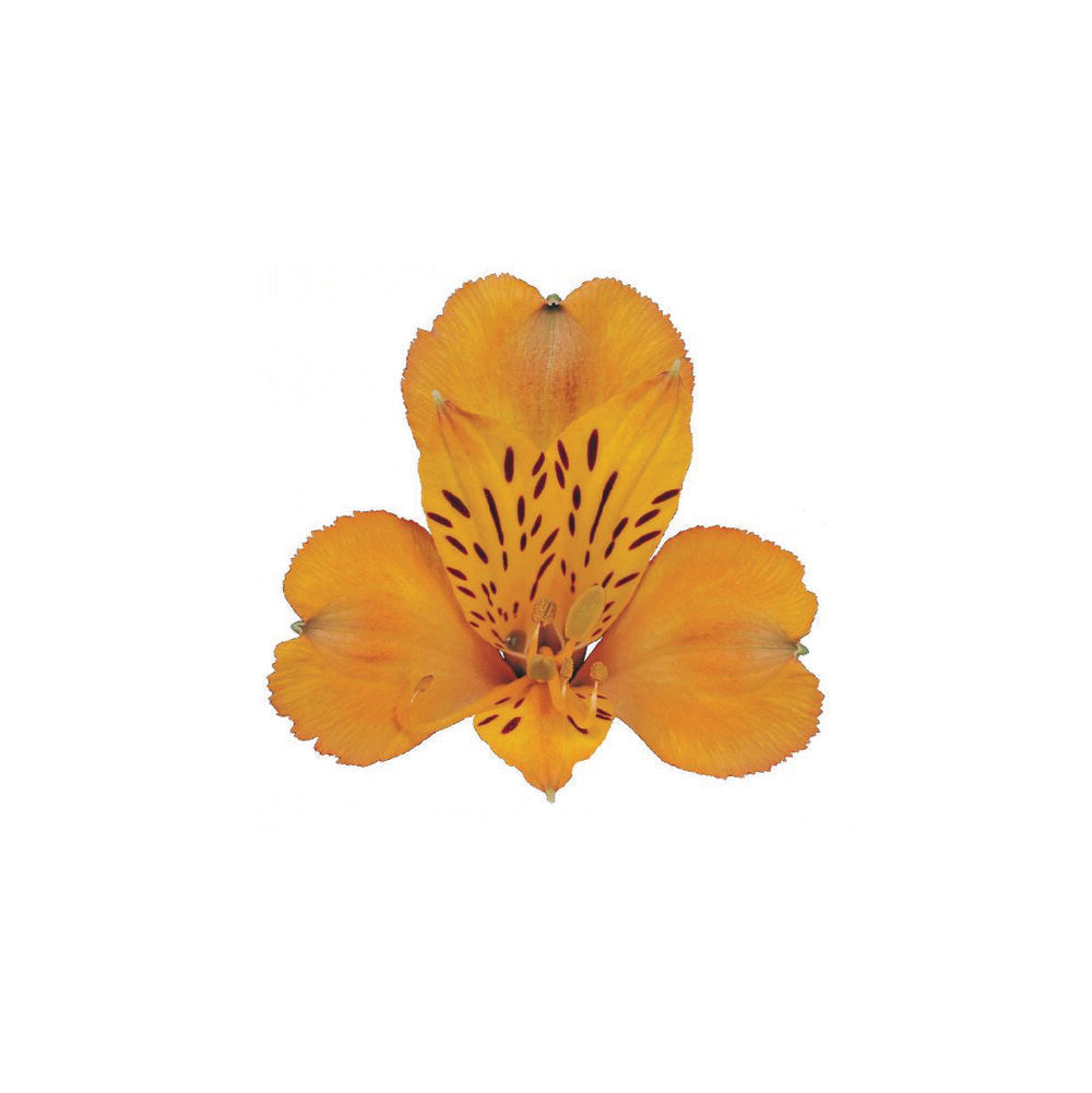 ALSTROEMERIAS Firenze – FLORADEC