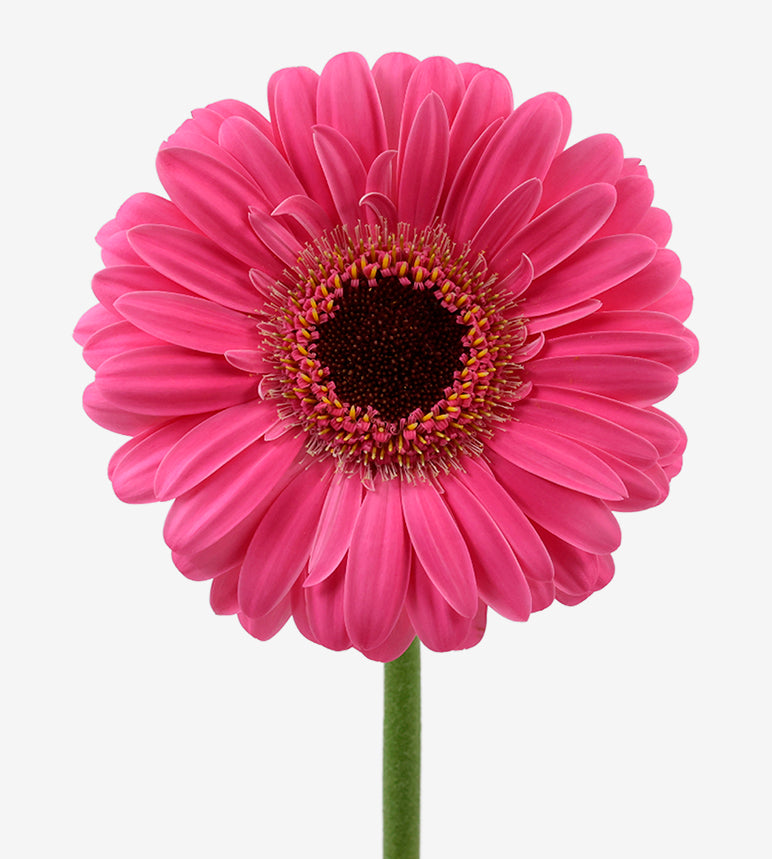 GERBERA Fiorella – FLORADEC