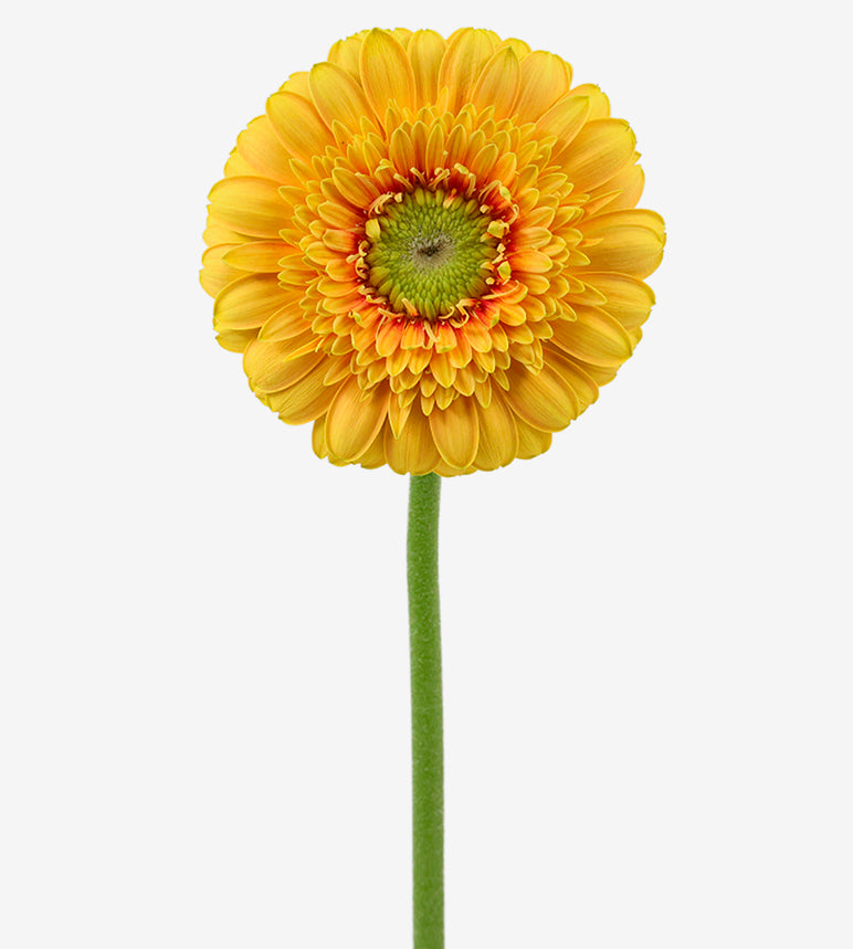 GERBERA Sponge Bob – FLORADEC