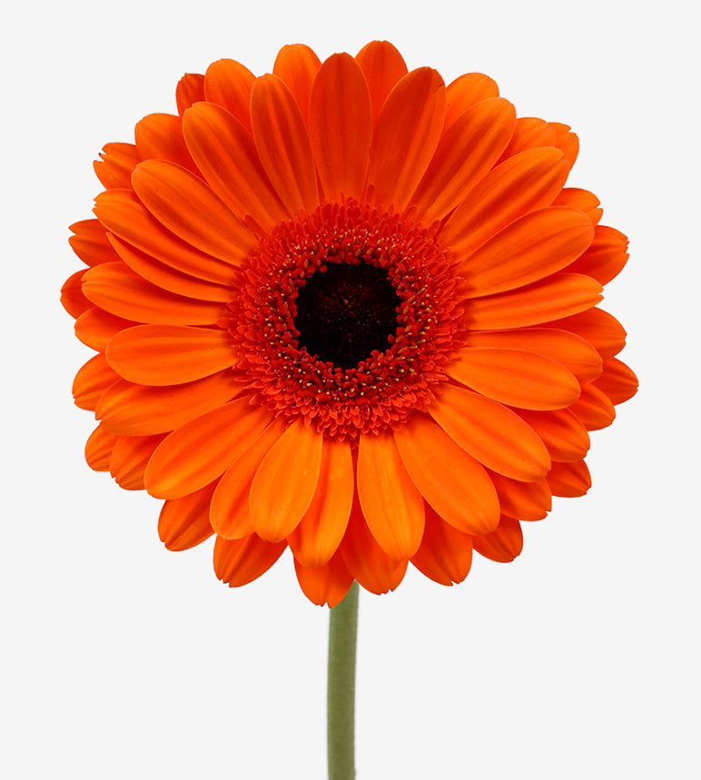 GERBERA Mondello – FLORADEC