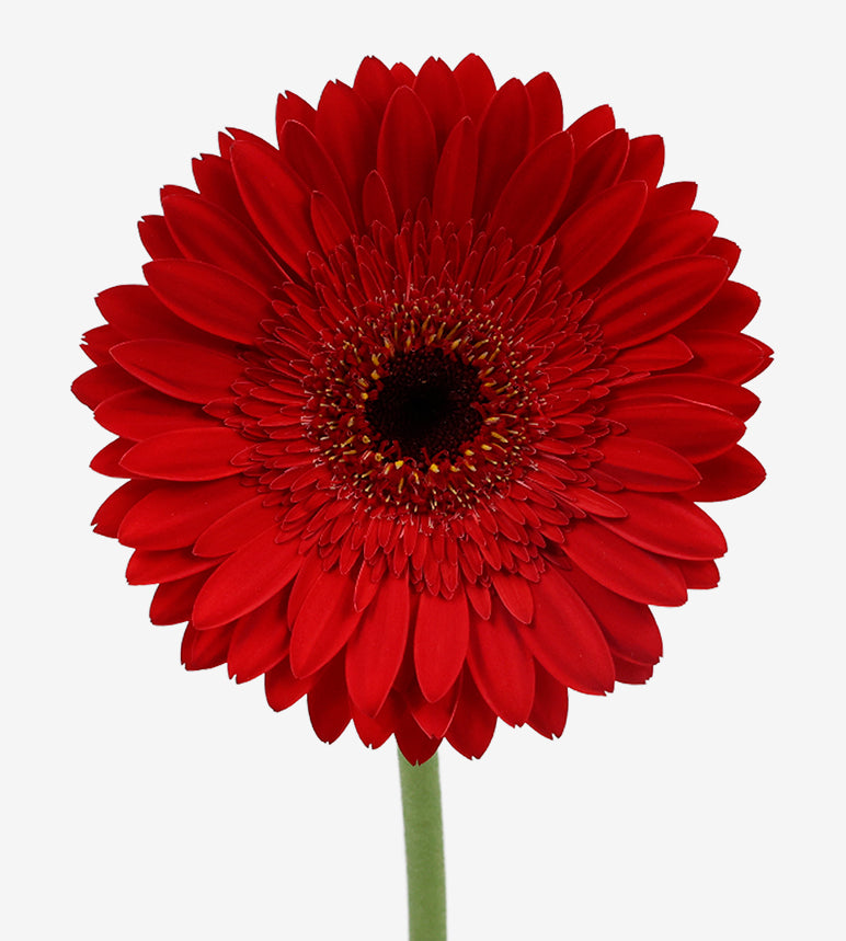 GERBERA Padoli – FLORADEC