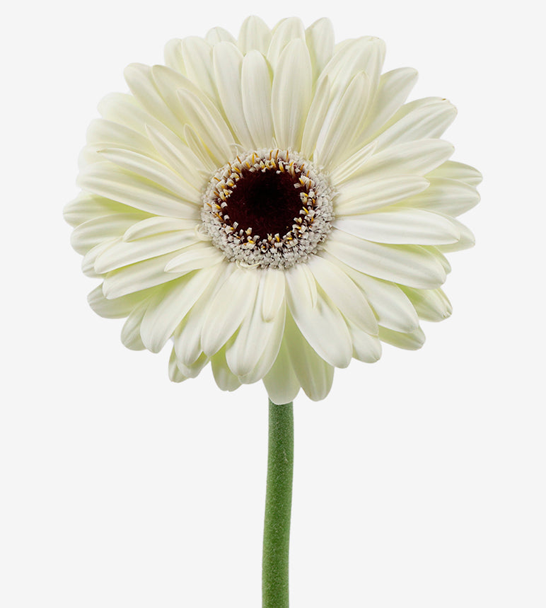 Quicksilver – FLORADEC
