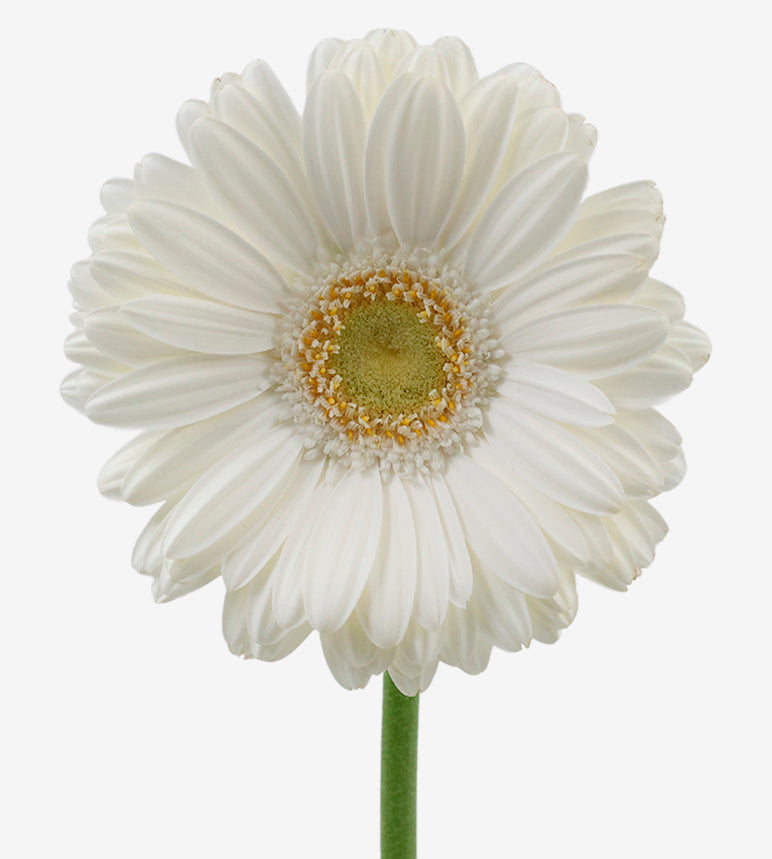 GERBERA Soulmate – FLORADEC