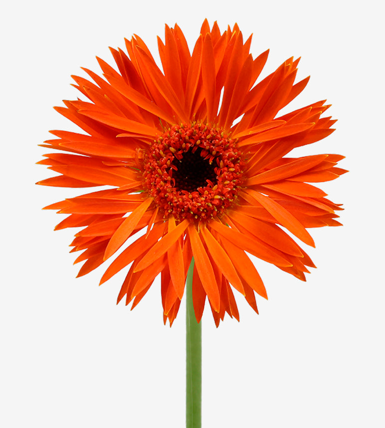 GERBERA Firefly Spider – FLORADEC