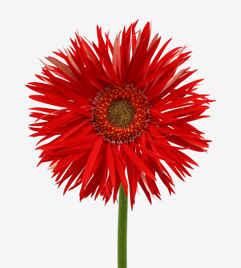 GERBERA Flameknee Spider – FLORADEC