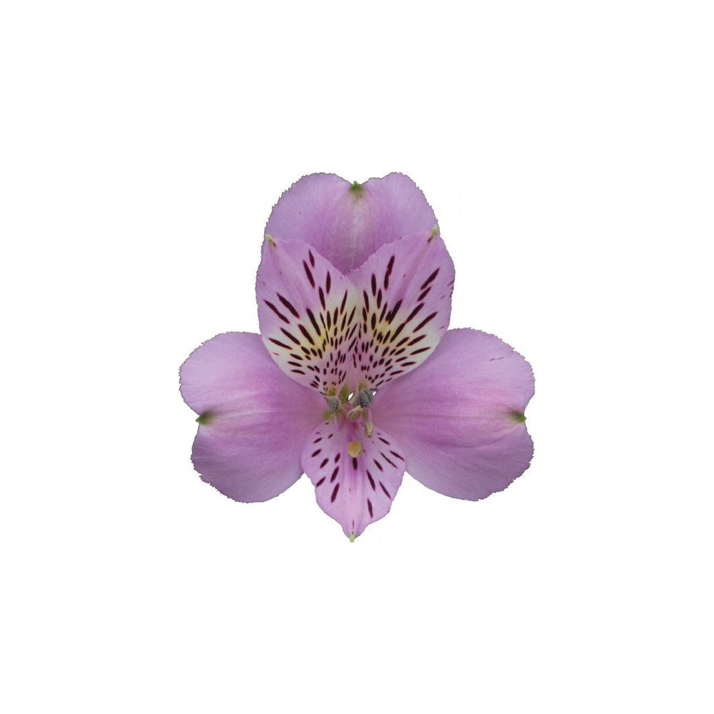 ALSTROEMERIAS Jewel – FLORADEC