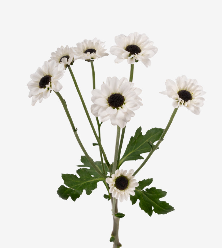 Yin Yang – FLORADEC