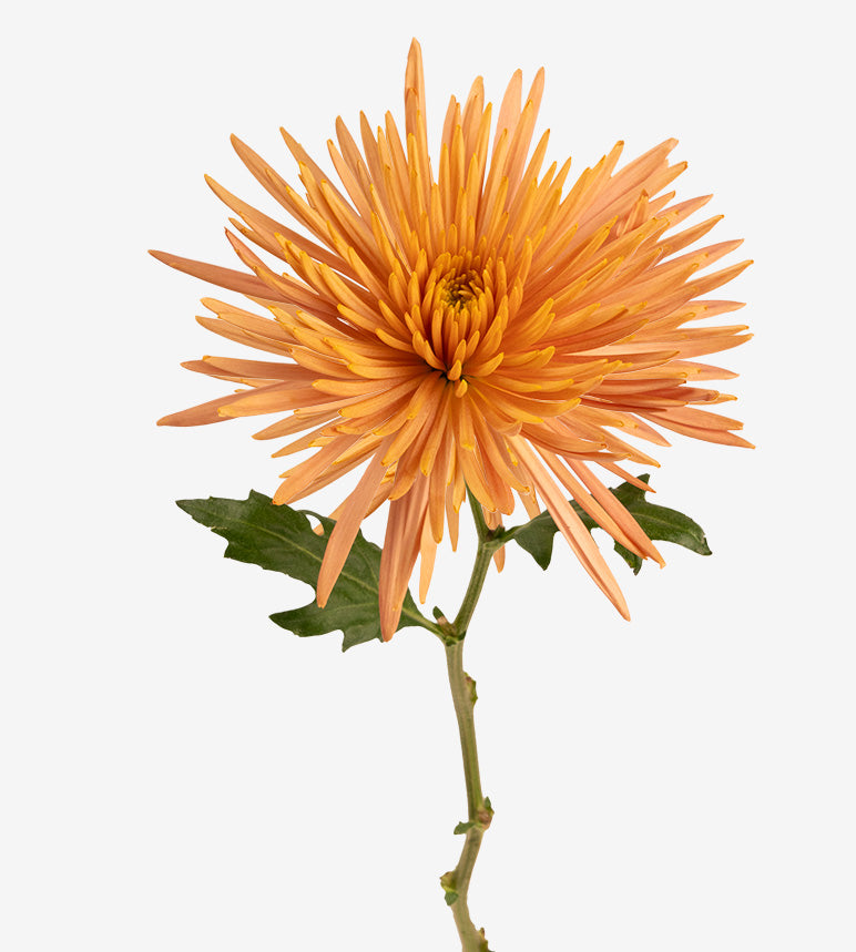 DISBUDS Chispa – FLORADEC