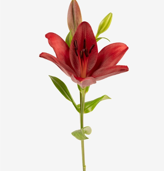 LILY Dynamix – FLORADEC