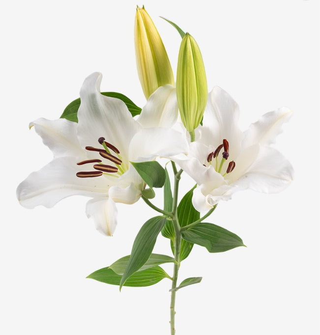 LILY Premium Blond – FLORADEC