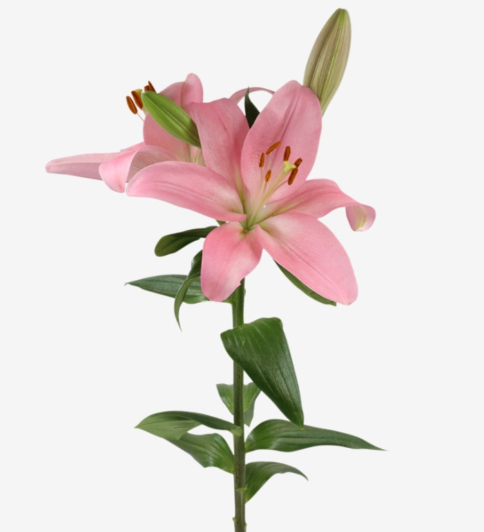 Asiatic Mandalay Bay – FLORADEC