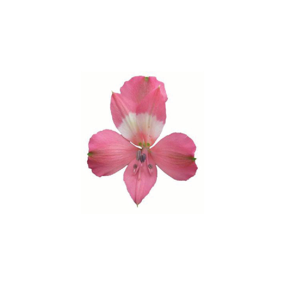 ALSTROEMERIAS Serenity – FLORADEC
