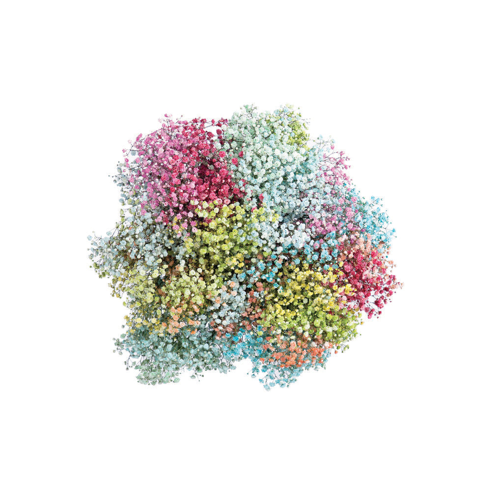 Steam Rainbow – FLORADEC