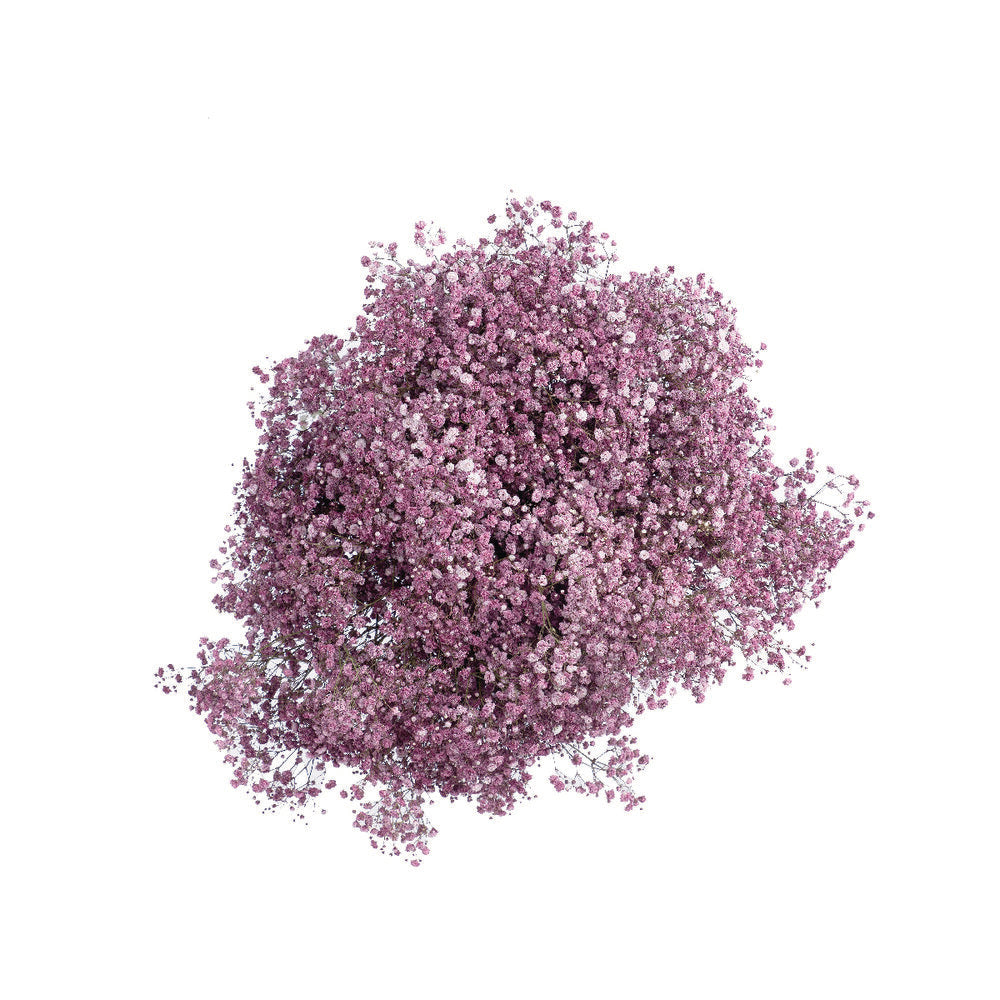 GYPSOPHILA Wine – FLORADEC